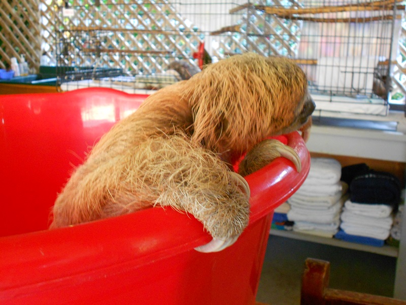 Blana de leneș are beneficii pentru lume? - Animal Zoo