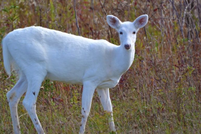Imagini RARE cu o căprioară albă, nevăzute de mulți ani! Fotografiile ...