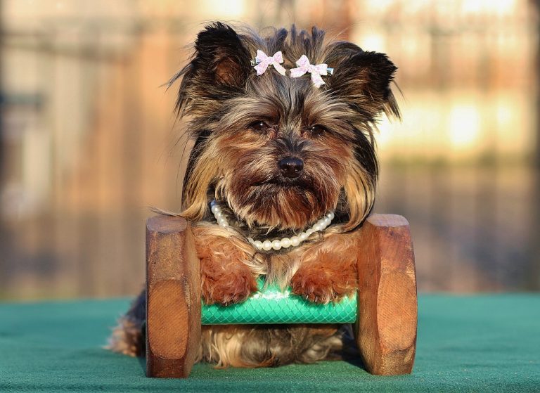 Yorkshire Terrier - un caine mare, captiv intr-un corp mic!