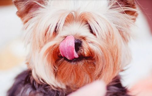 Yorkshire Terrier - un caine mare, captiv intr-un corp mic!