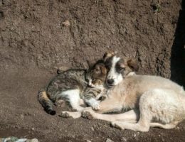 Castrare - PRO sau CONTRA? - Animal Zoo