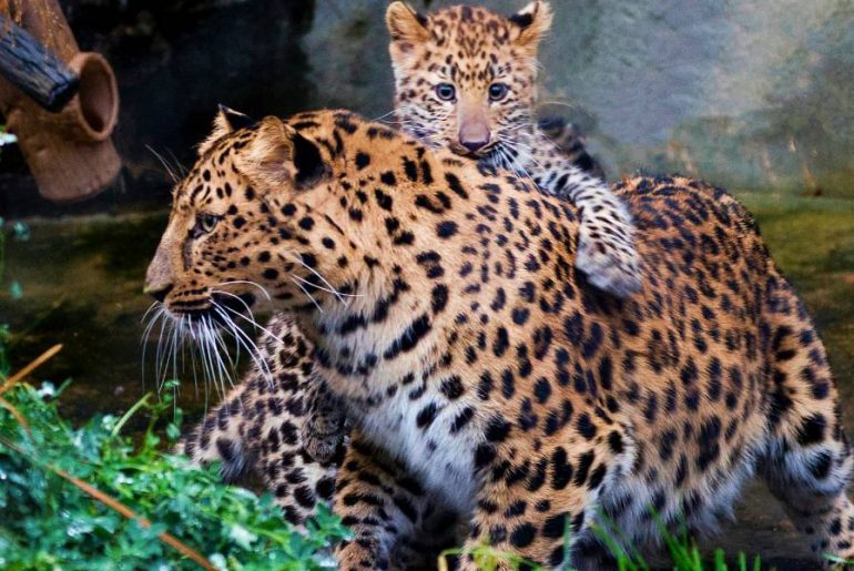 Un pui de leopard se dă în spectacol în fața camerei. Ce a urmat este ...