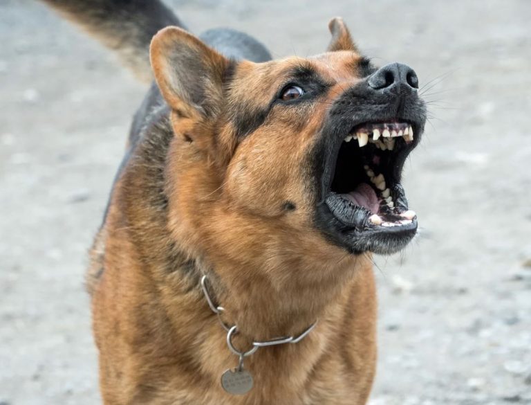 Misterul a fost deslușit! De ce sunt unii câini răi? Vei rămâne mut de ...