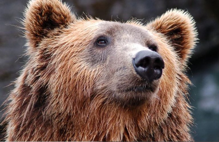 Top 10 cele mai mari animale. Cine sunt giganții lumii animale - Animal Zoo