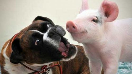 Porcul minune: Esther. Legenda care a decedat - Animal Zoo