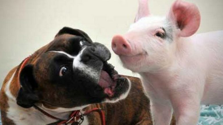 Porcul minune: Esther. Legenda care a decedat - Animal Zoo