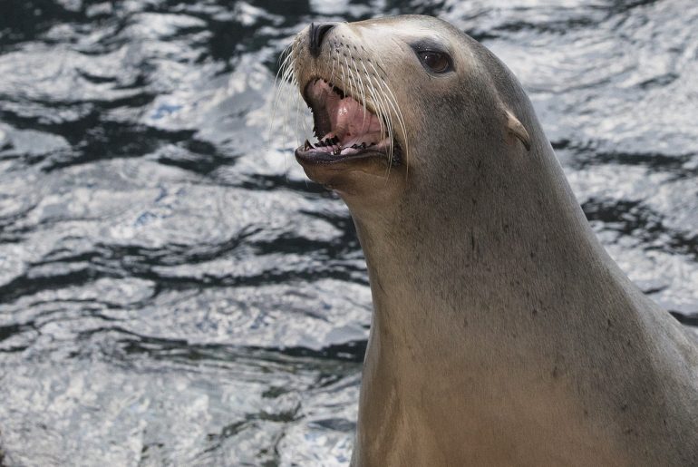 Cruzime fără limită. Un bărbat, acuzat de rele tratamente aplicate unui ...