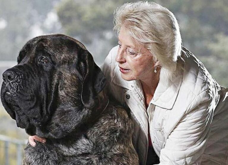 Baron, mastiff englez cu inimă de aur. Detalii incredibile - Animal Zoo