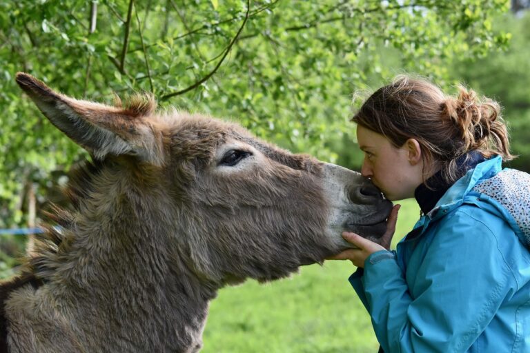 De ce măgarii sunt atât de încăpățânați - Animal Zoo