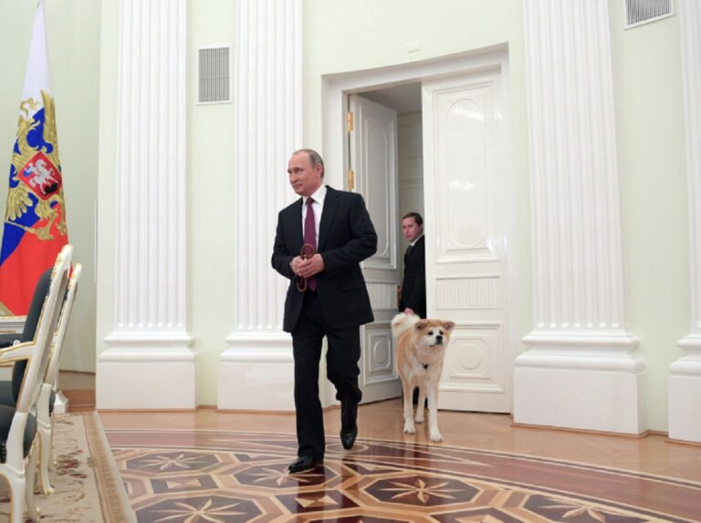 Din ce rasă face parte câinele președintele Rusiei, Vladimir Putin ...