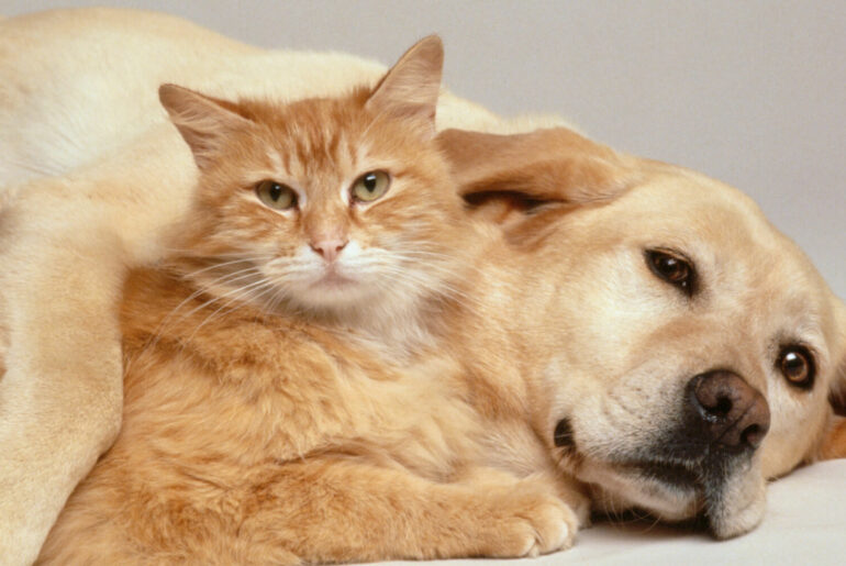 Soluția inovatoare a unei companii pentru a încuraja adopția de animale ...