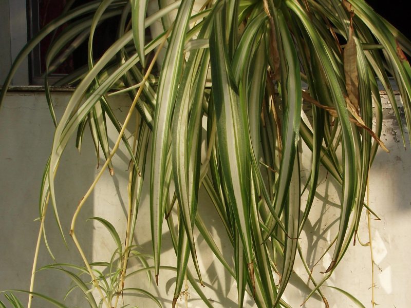 planta păianjen - Animal Zoo