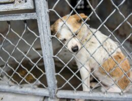 Castrare - PRO sau CONTRA? - Animal Zoo