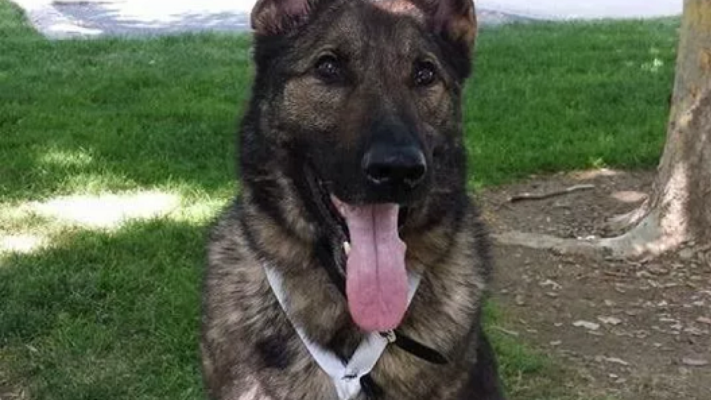 5 rase de câini mari și prietenoși. Află ce animal ți se potrivește ...