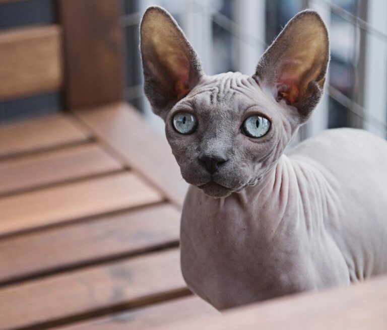 Pisica Sfinx este o rasă fascinantă