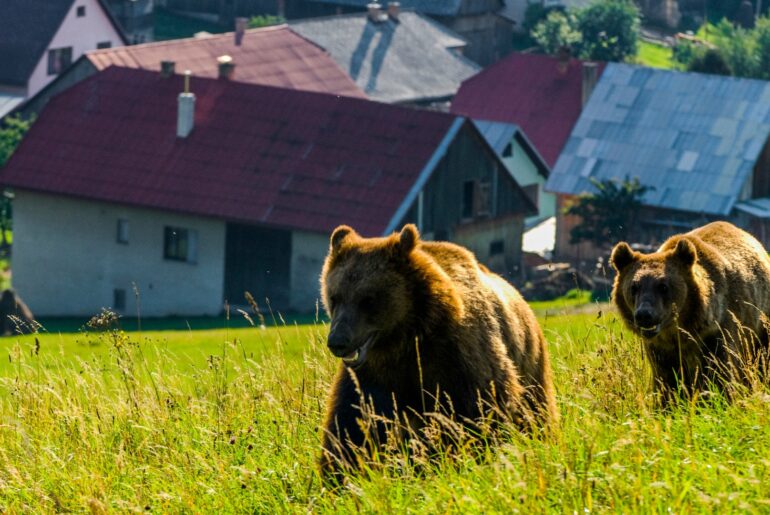 Sanctuarul de urși de la Zărnești - Libearty - Animal Zoo