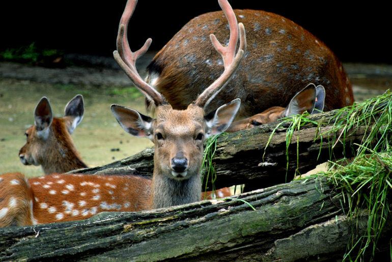 Imagini superbe cu un grup de căprioare surprinse într-o pădure din ...