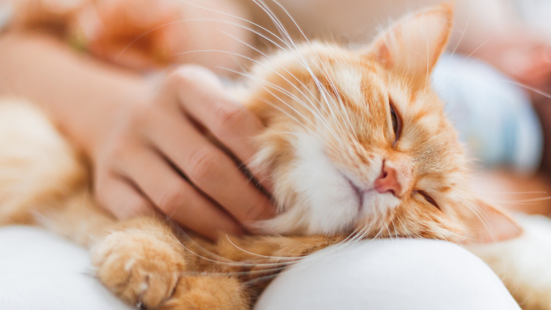 Beneficiile pe care torsul pisicii le are pentru sănătatea ta - Animal Zoo