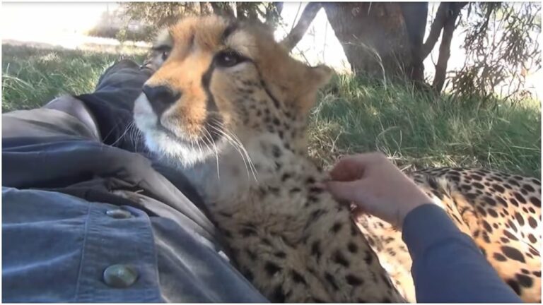 Reacția unui ghepard atunci când vede fotograful în sălbăticie ...