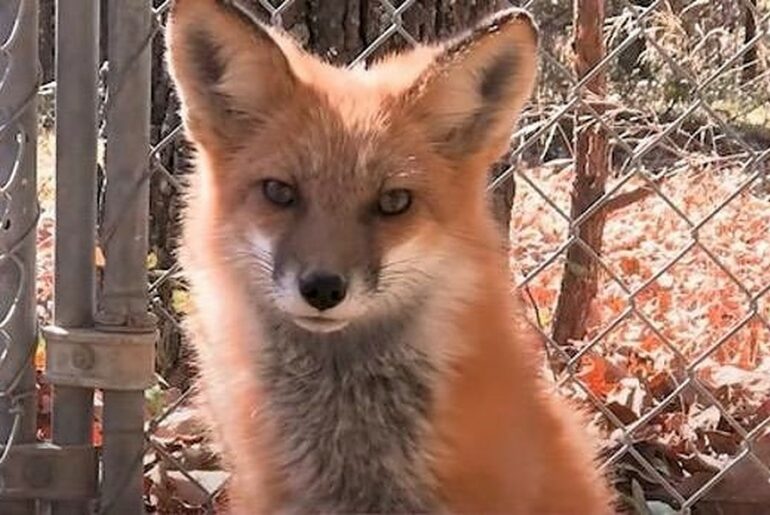 Vulpea ca animal de companie - Animal Zoo