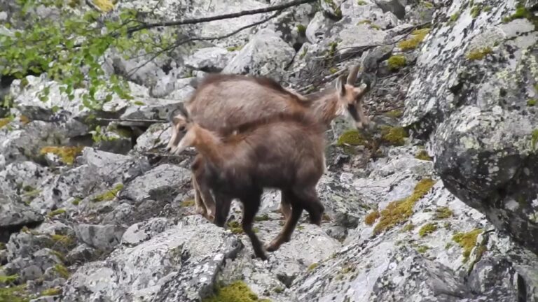 Parcul Național Retezat a devenit casa unei noi generații de capre ...