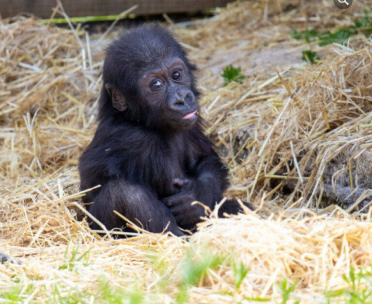 Abandonat de mama sa naturală, un pui de gorilă are parte de o surpriză ...