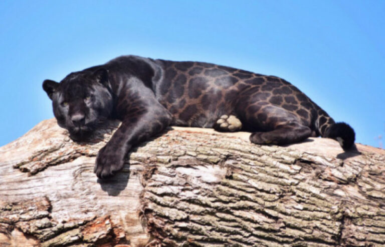 Un pui de jaguar negru, cu ochii albaștri, o adevărată vedetă la un ...