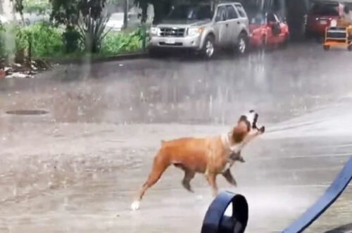 Imagini adorabile cu un cățel care se bucură de ploaie! Patrupedul este ...