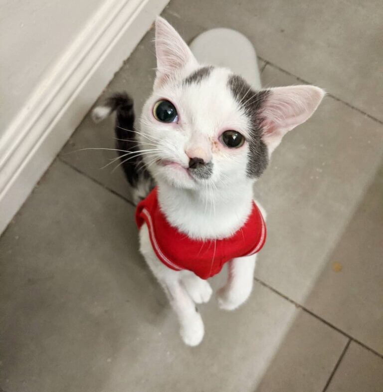 Un pisoi cu dizabilități își găsește fericirea alături de o femeie cu ...