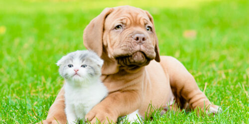 Când dezvoltă câinii sentimente? Emoțiile animalului de companie ...