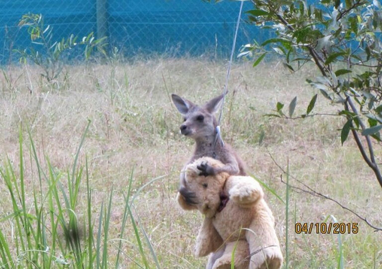 Imagini înduioșătoare. Reacția unui pui de cangur rămas orfan - Animal Zoo