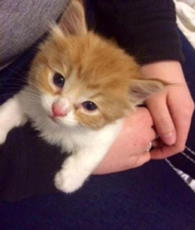 Cum reacționează un pisoi când este sufocat de pupici - Animal Zoo