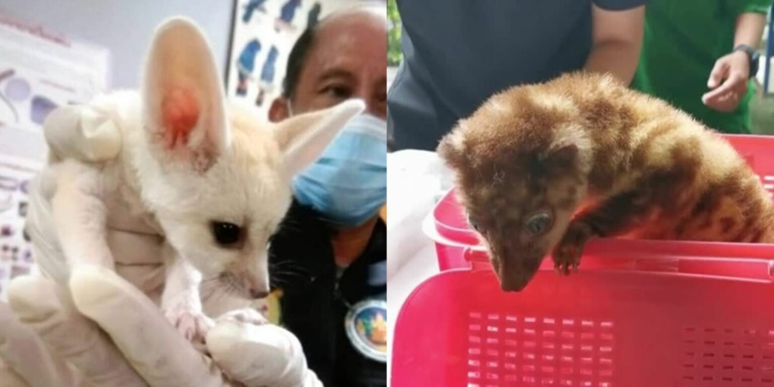 17 animale vii sălbatice în bagajele unui indian. Acesta a fost prins ...