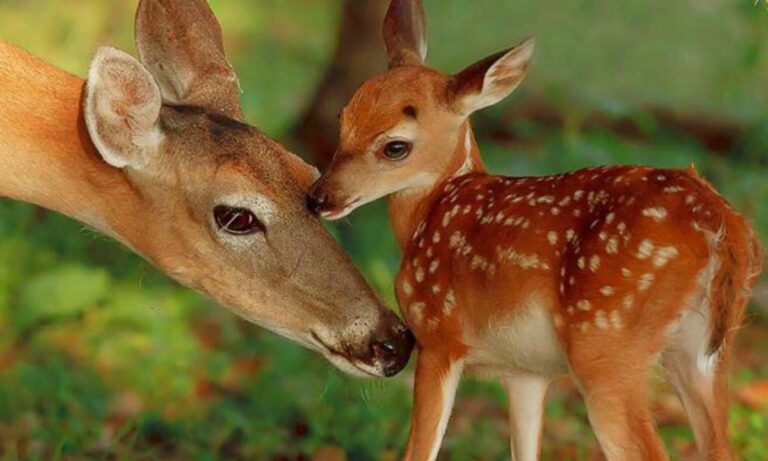 Lucruri mai puțin știute despre puii de căprioară. La ce ajută petele ...