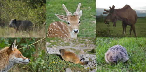 Fauna sălbatică din Europa se reface. Specia care s-a redresat ...