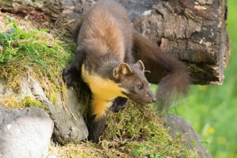 Jderul poate fi crescut ca animal de companie? - Animal Zoo