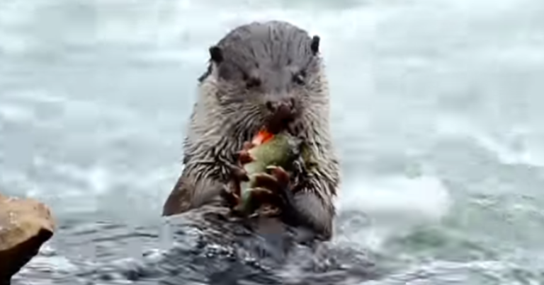 Lectii de inot cu vidra! Sfaturi prețioase!