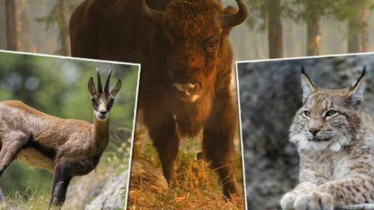 Animale ocrotite prin lege în România. Care sunt acestea - Animal Zoo