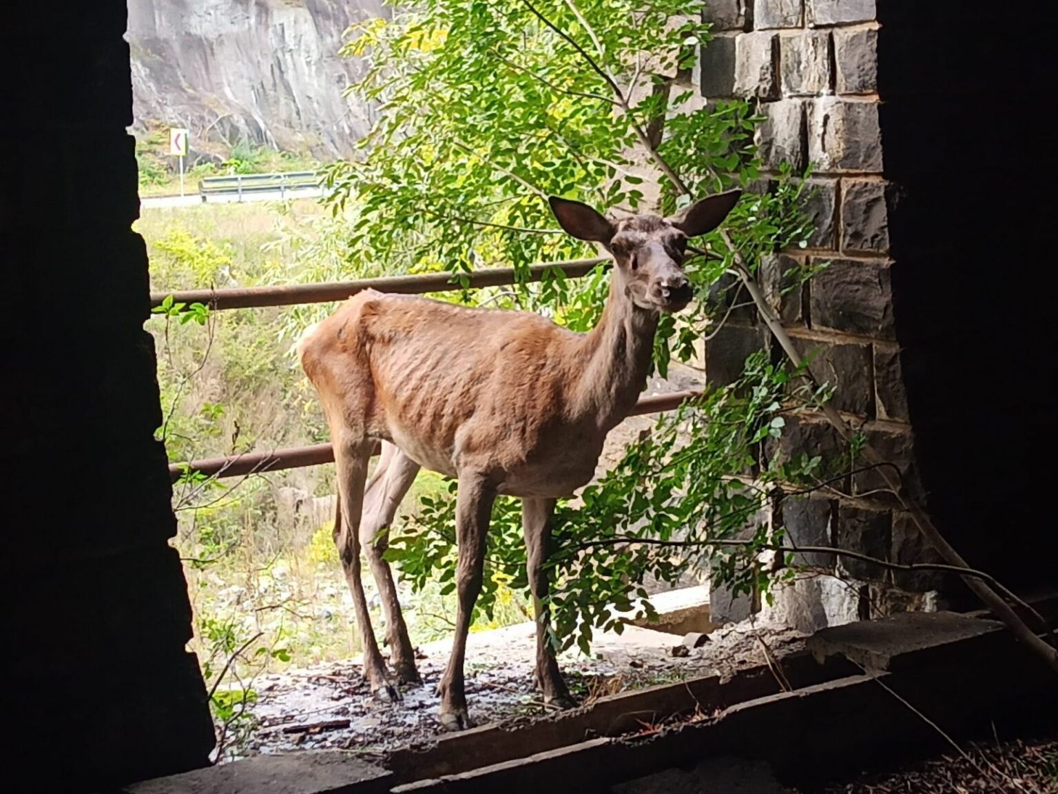 Viața unei ciute a depins de intervenția cât mai rapidă a jandarmilor ...
