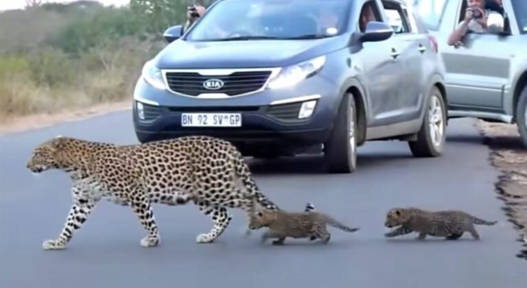 O mamă leopard își învață puii cum să traverseze strada. Imagini ...