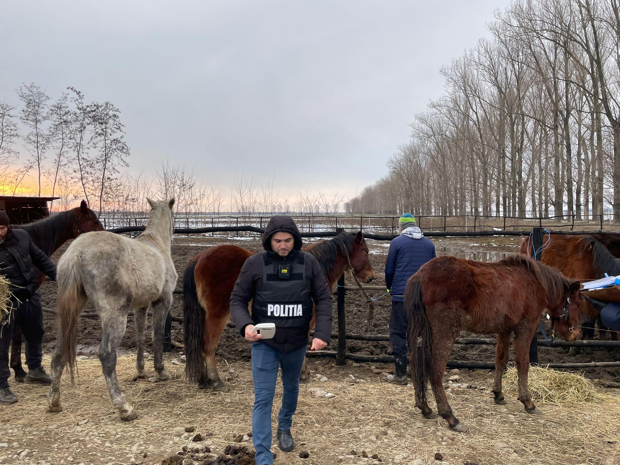 Se întâmplă în România anului 2023! Zeci de animale din Ilfov au fost ...