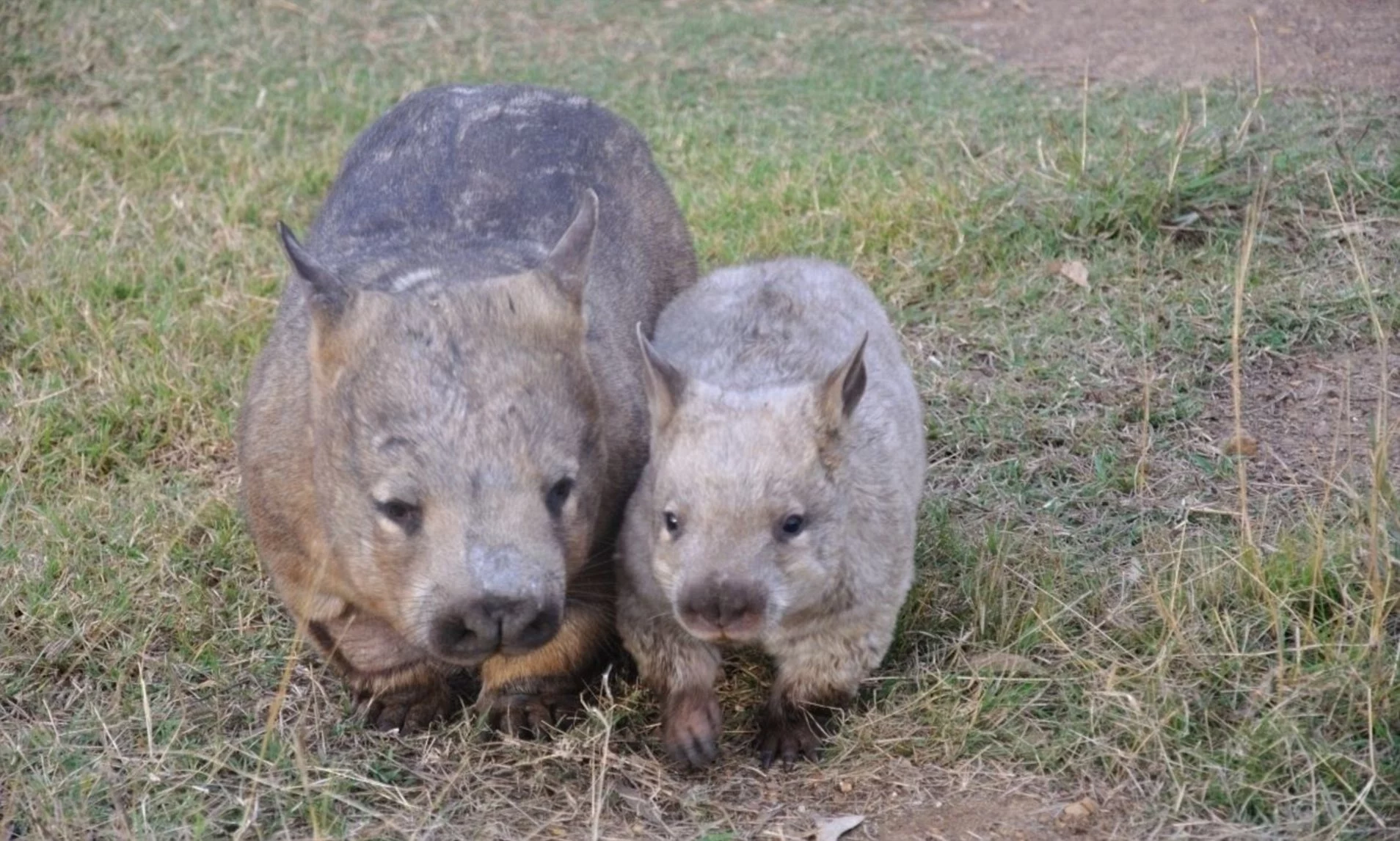 Prima înregistrare video cu un animal extrem de rar, pe cale de ...