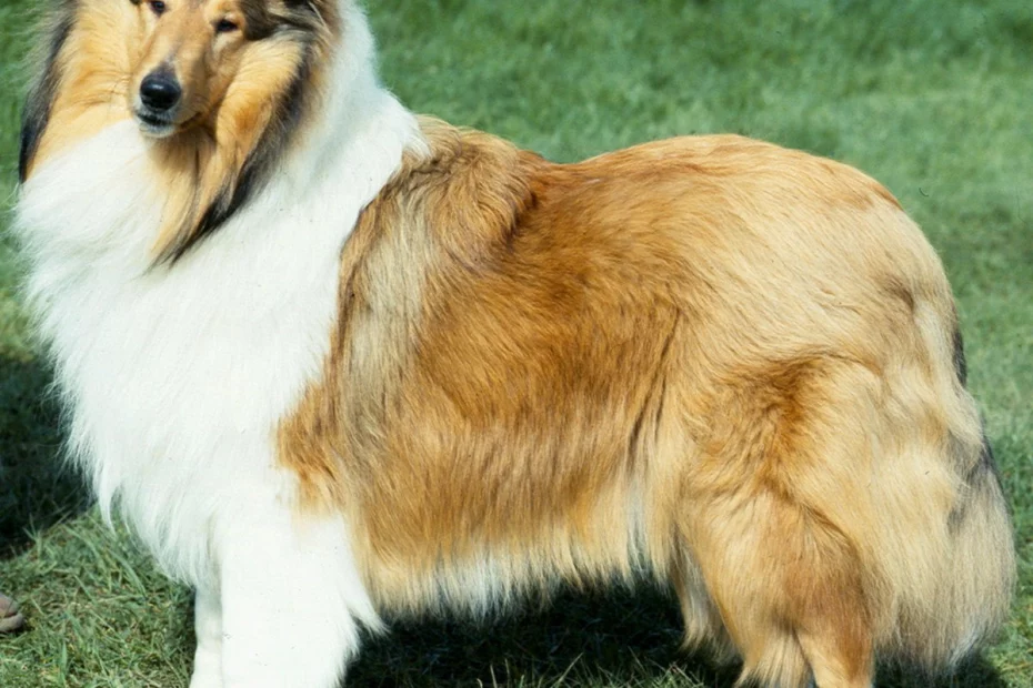 Istoria și personalitatea rasei Collie. Cel mai iubit câine din anii ...