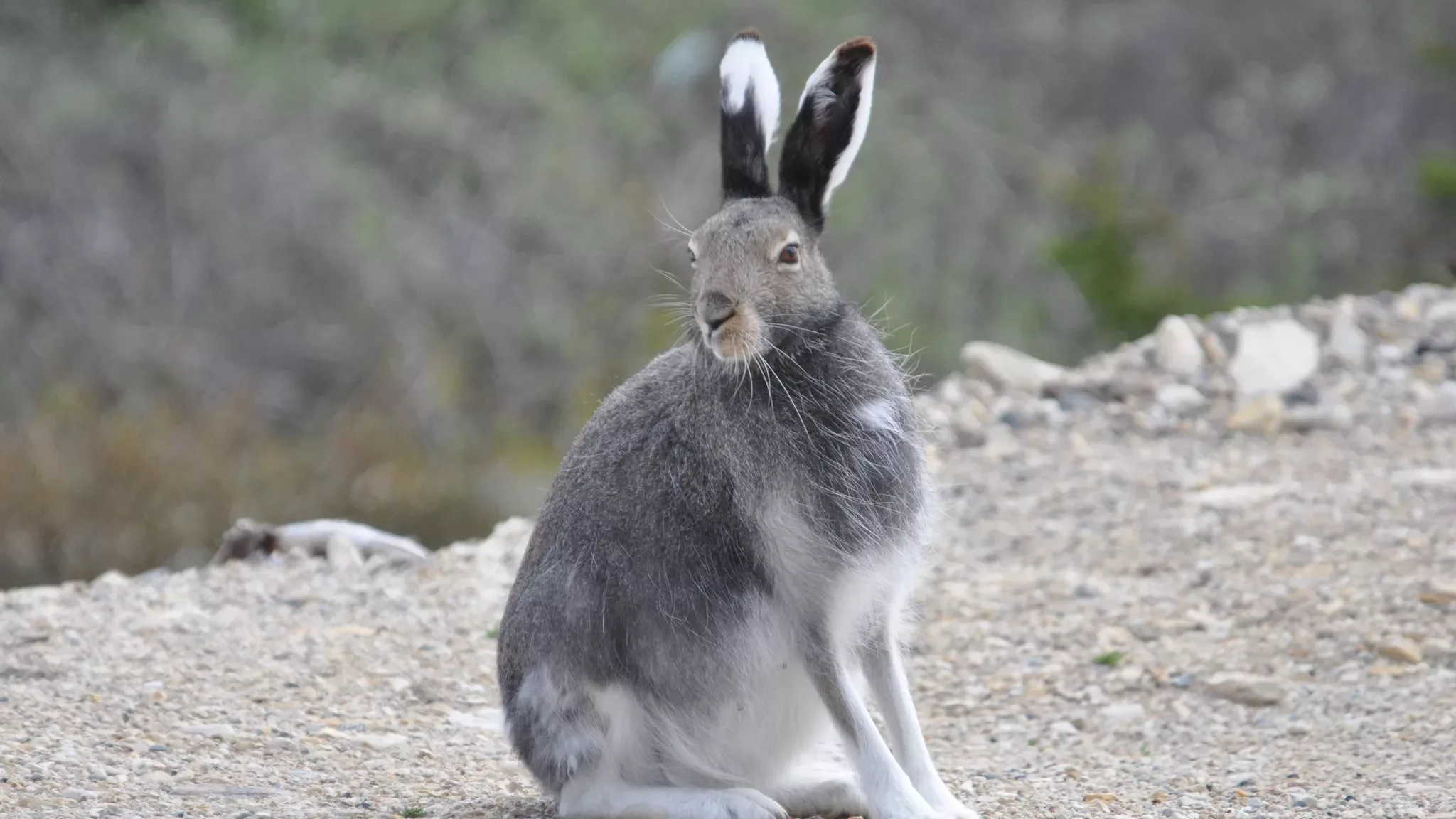 Vrei un iepure animal de companie? Iată ce trebuie să știi înainte ...