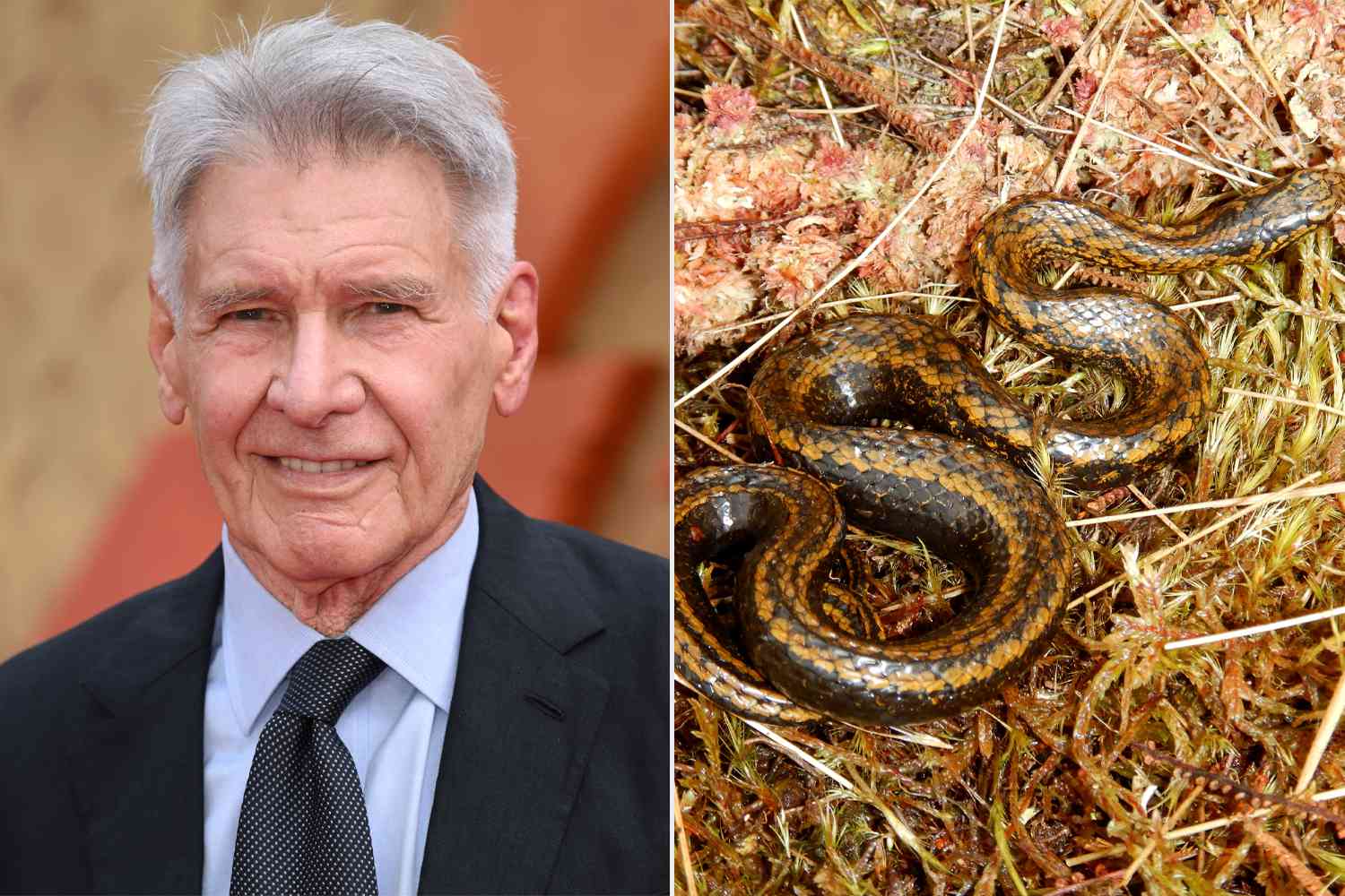 O nouă specie de șarpe a fost identificată. Ce legătura are actorul ...