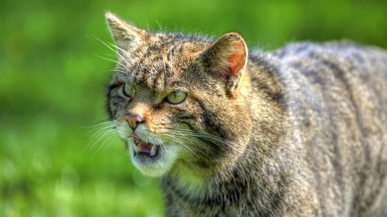 Care e diferența dintre o pisică sălbatică și una de casă