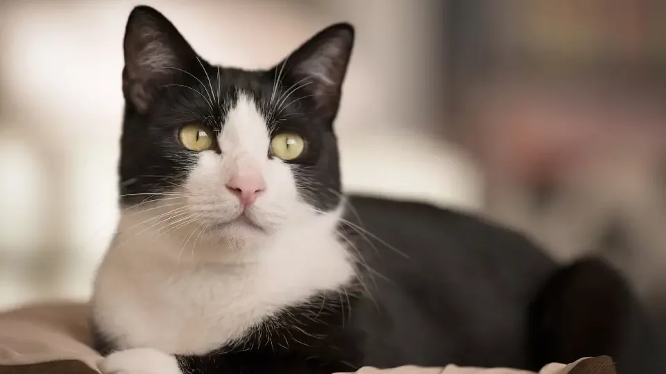 Motanul faimos care a devenit atracție turistică!