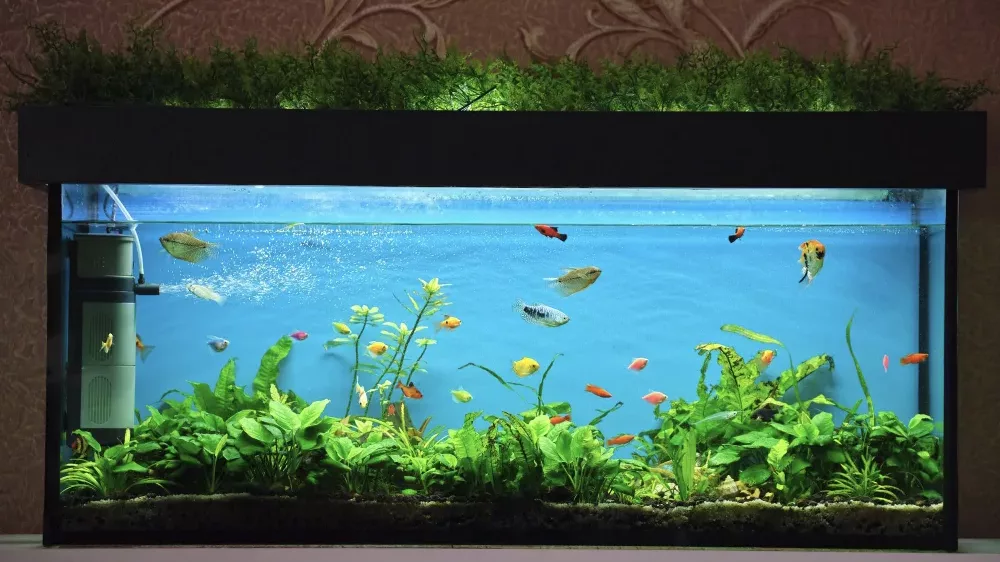 De ce crește pH-ul apei din acvariu? Învățați să descoperiți cauzele ...