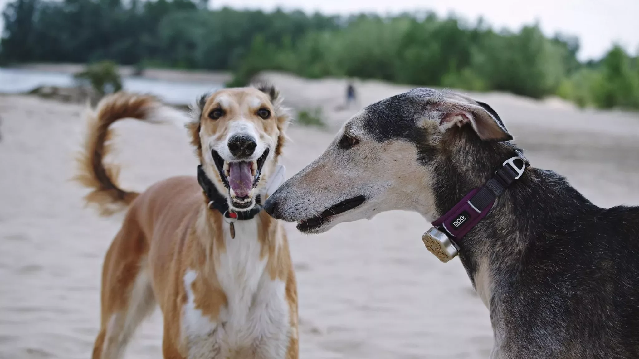 Care este cea mai bună rasă de vânătoare?