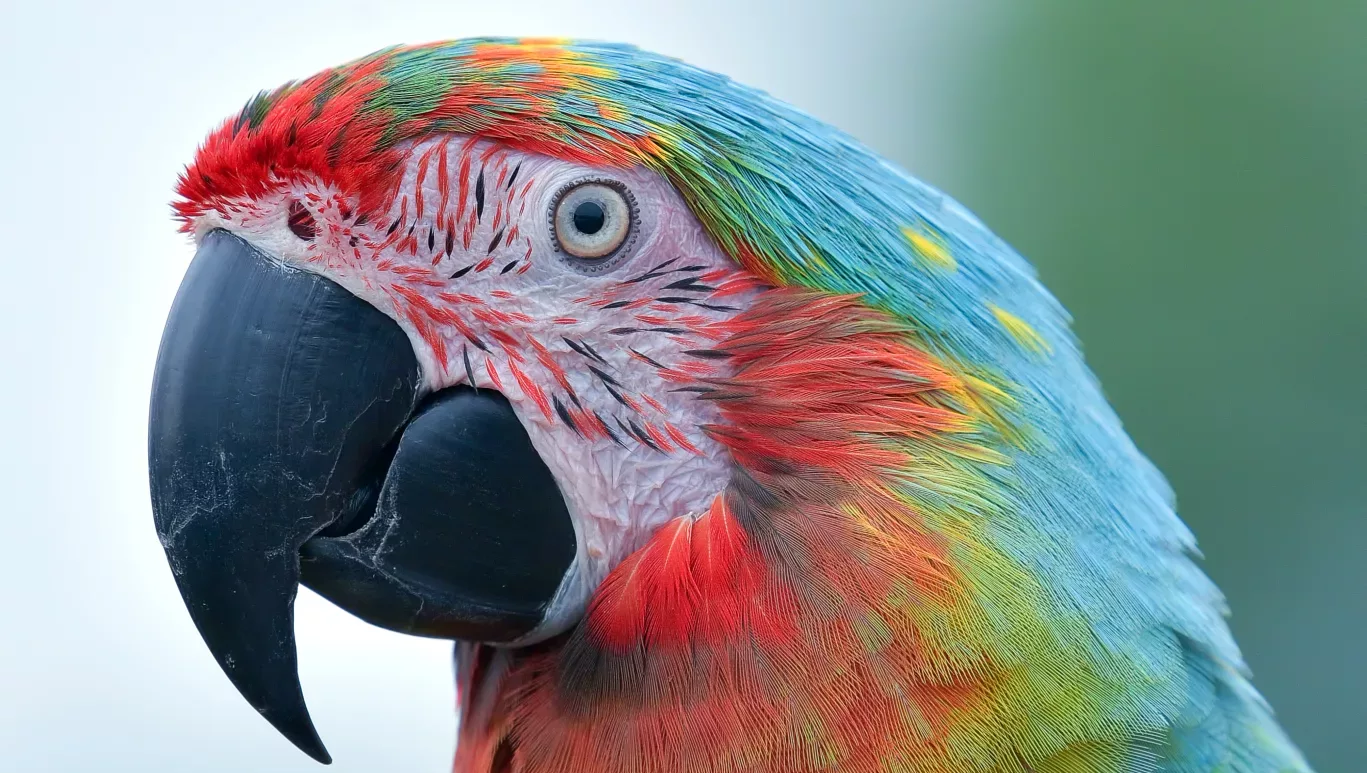 Papagalul meu e mofturos?